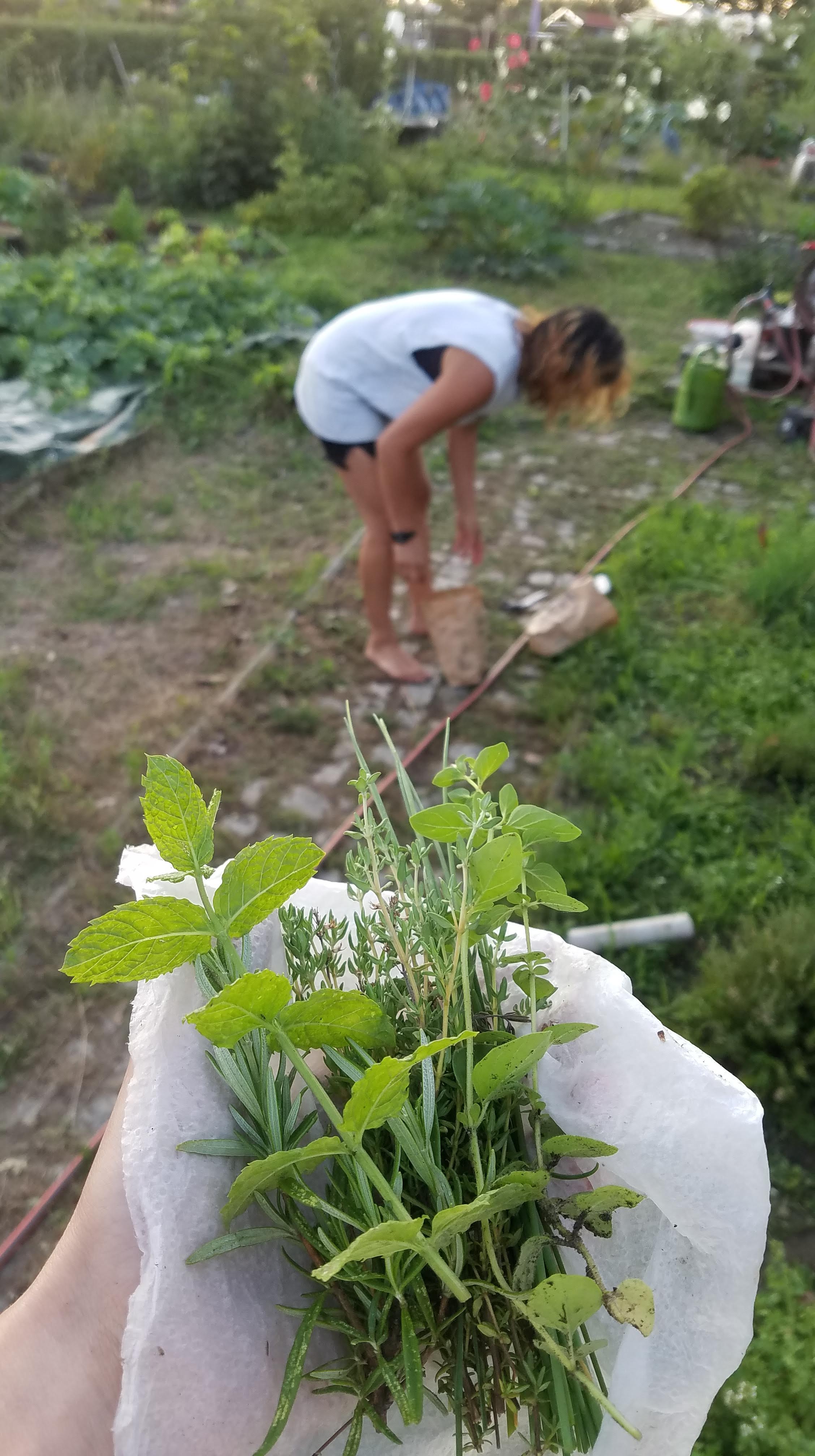 The Apparitions Method, or like-liquid (Gathering practices for 3 ...